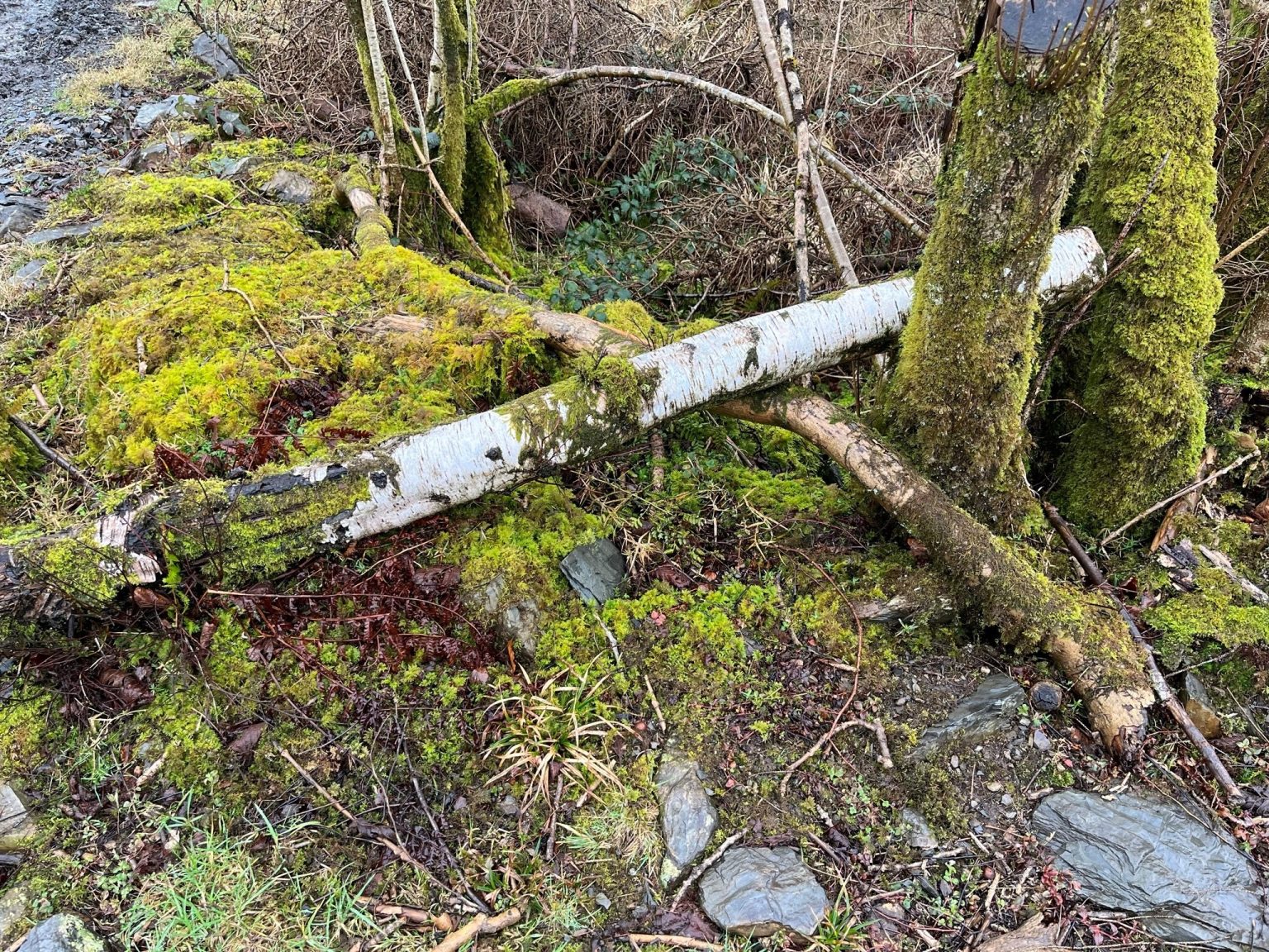 Great Knott Wood, Lake Windermere - The Forest of Biologists